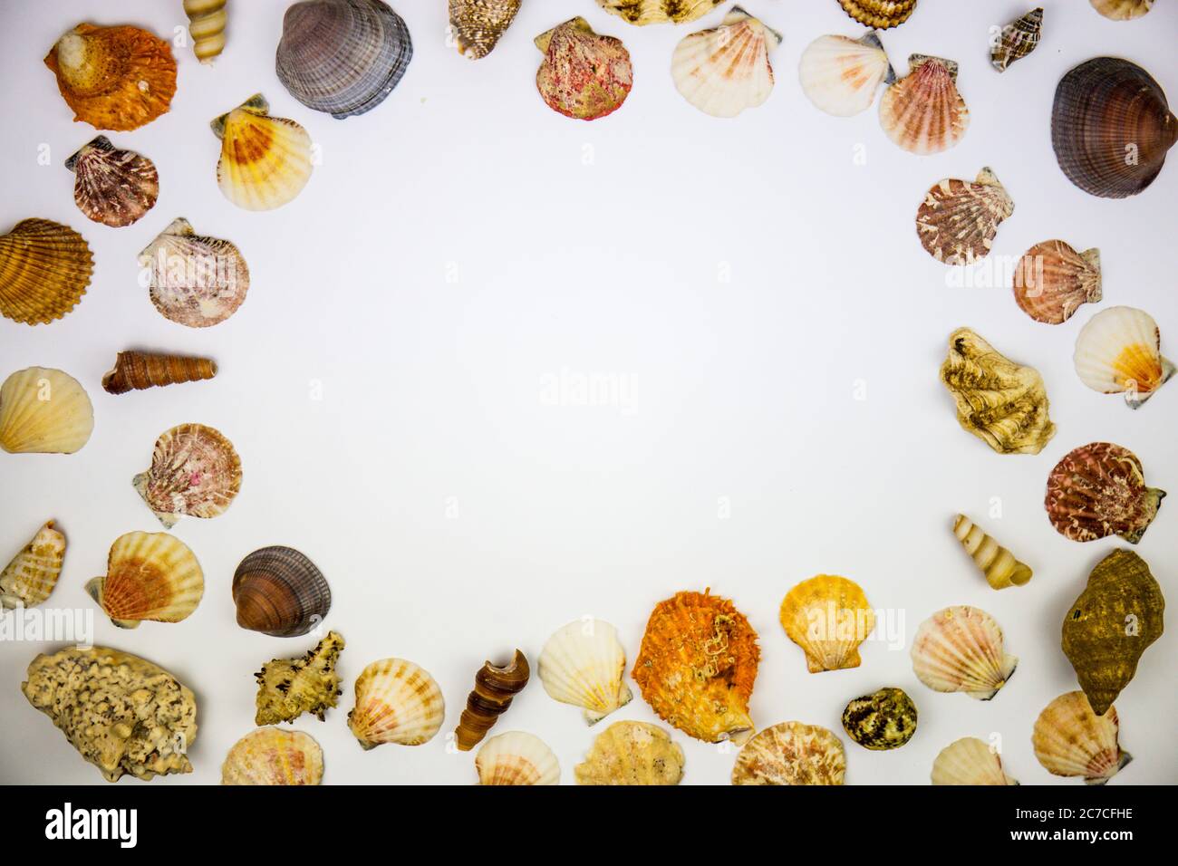 composition of exotic shells on a white background. copy space and text ...