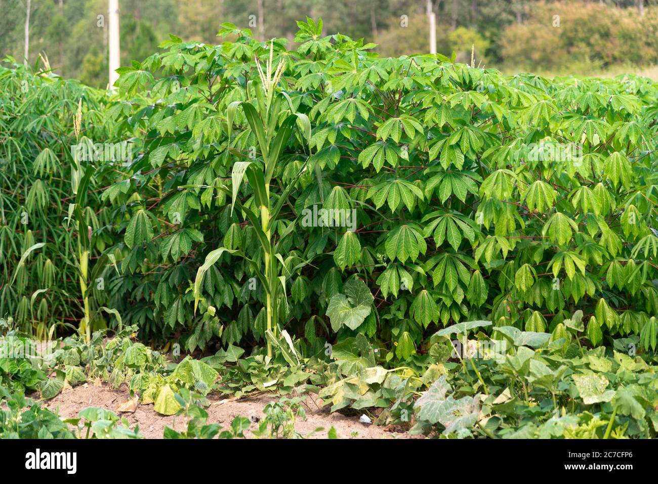 Cassava plants. Corresponds to a species of tuberous plant in the ...