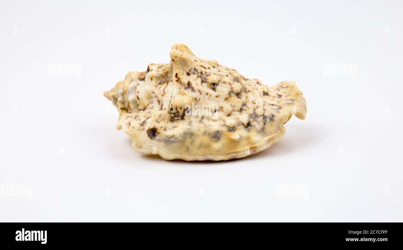 white background with marine motifs, fossil shells Stock Photo - Alamy