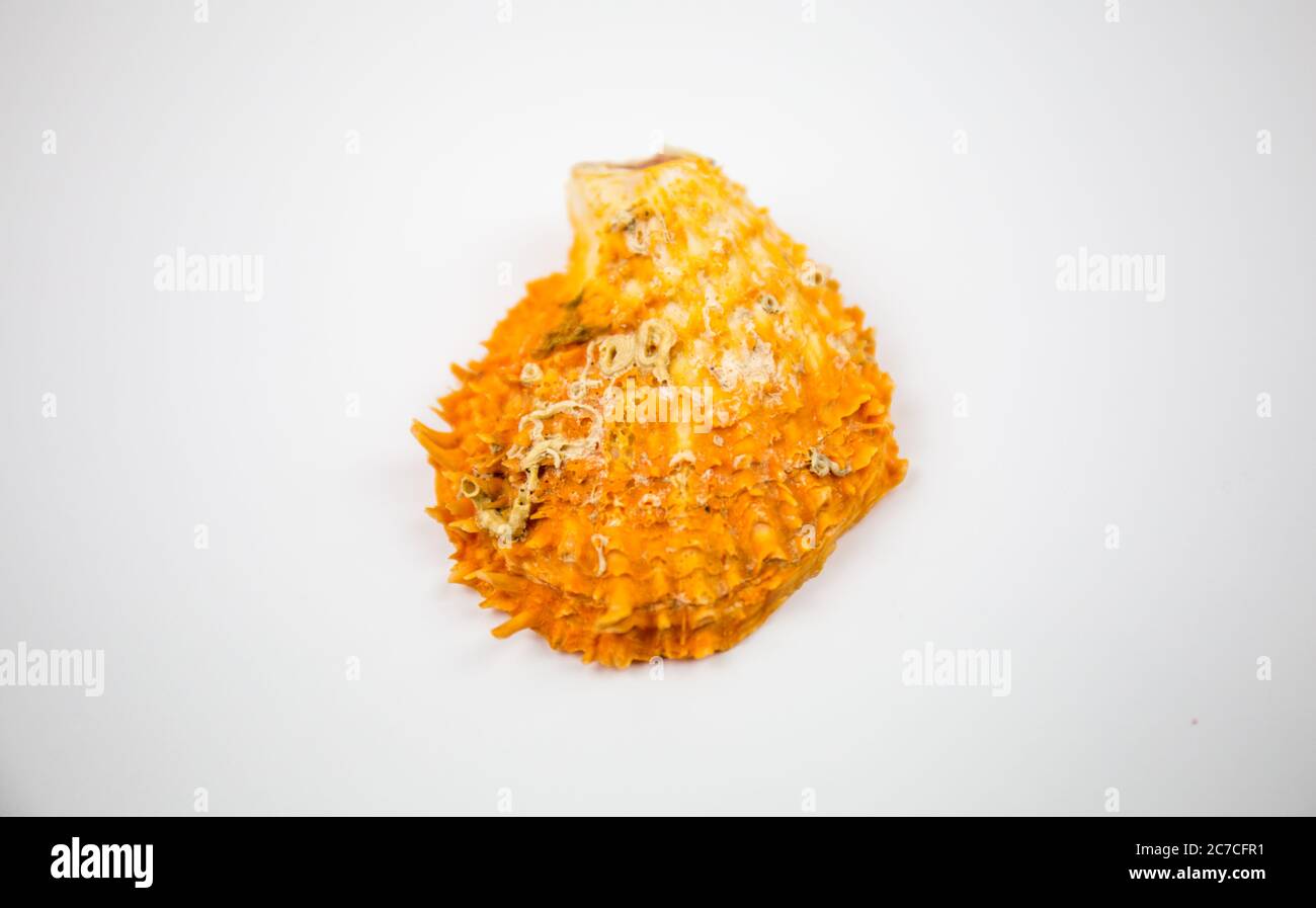 white background with marine motifs, fossil shells Stock Photo - Alamy