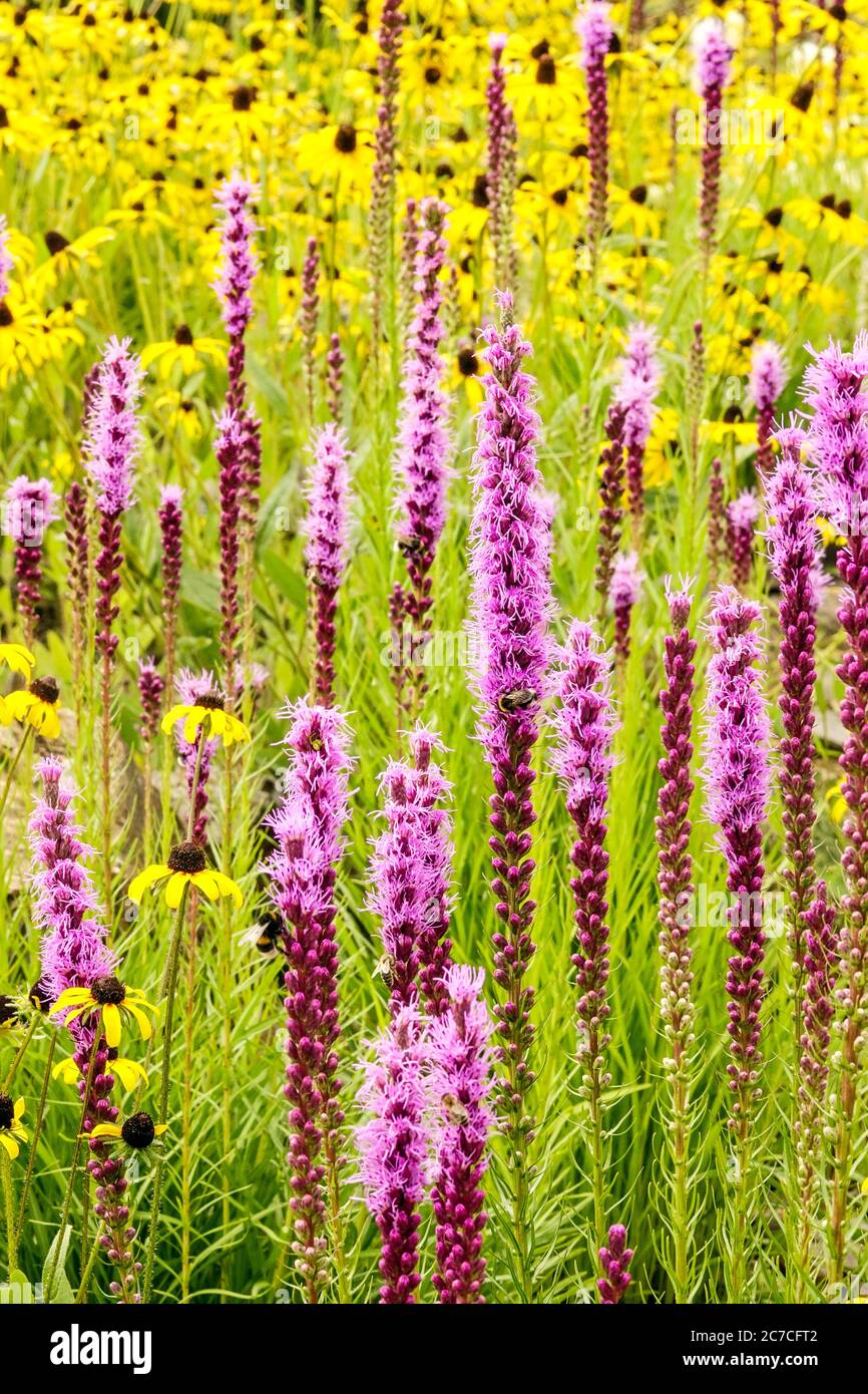 Purple Liatris spicata Blazing Star Gayfather Yellow Rudbeckia Stock ...