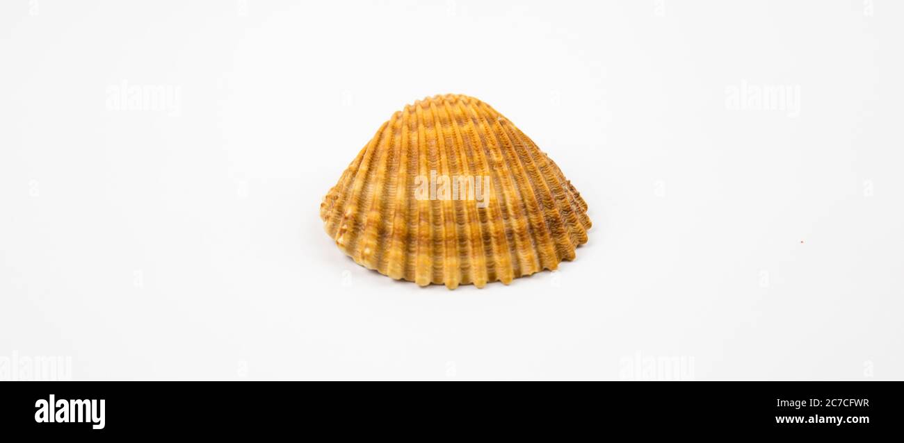 white background with marine motifs, fossil shells Stock Photo - Alamy