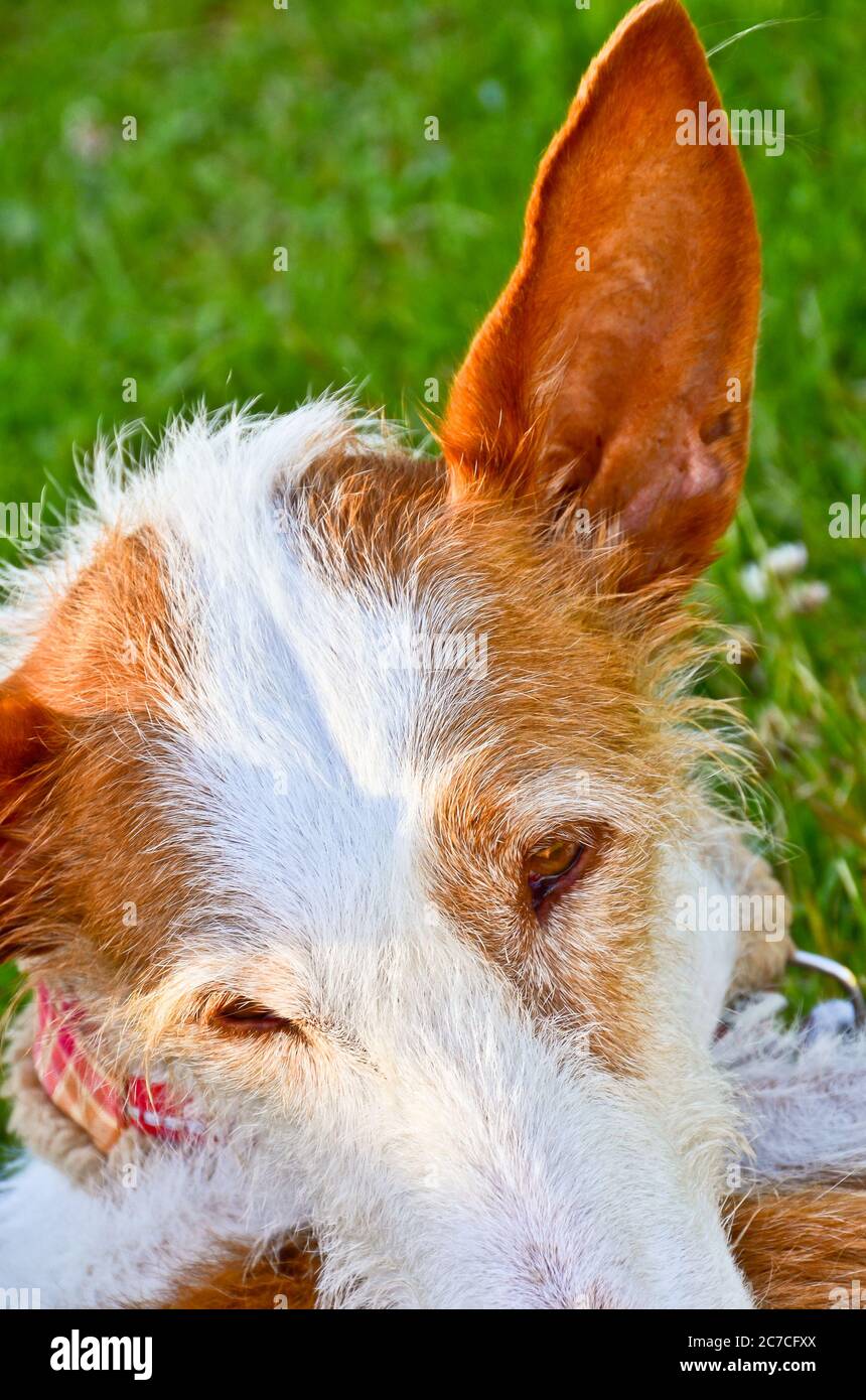 Cartoon dag hi-res stock photography and images - Alamy