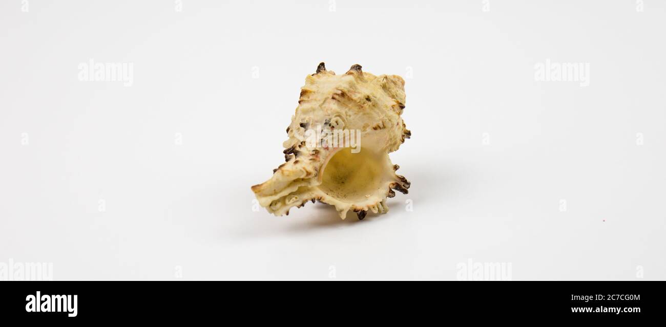 white background with marine motifs, fossil shells Stock Photo - Alamy