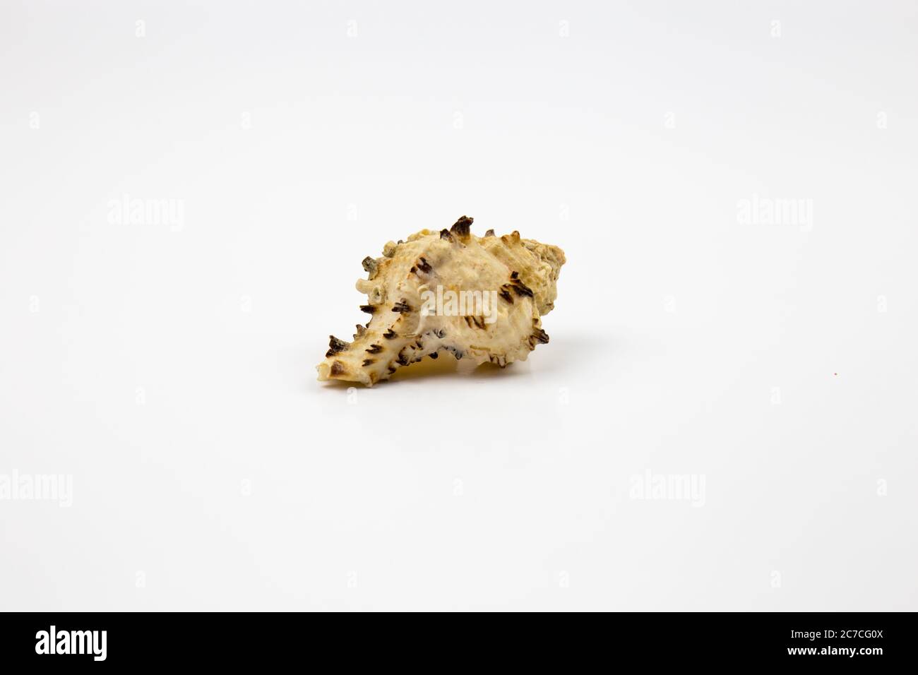 white background with marine motifs, fossil shells Stock Photo - Alamy