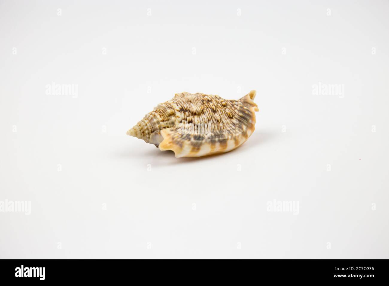 white background with marine motifs, fossil shells Stock Photo - Alamy