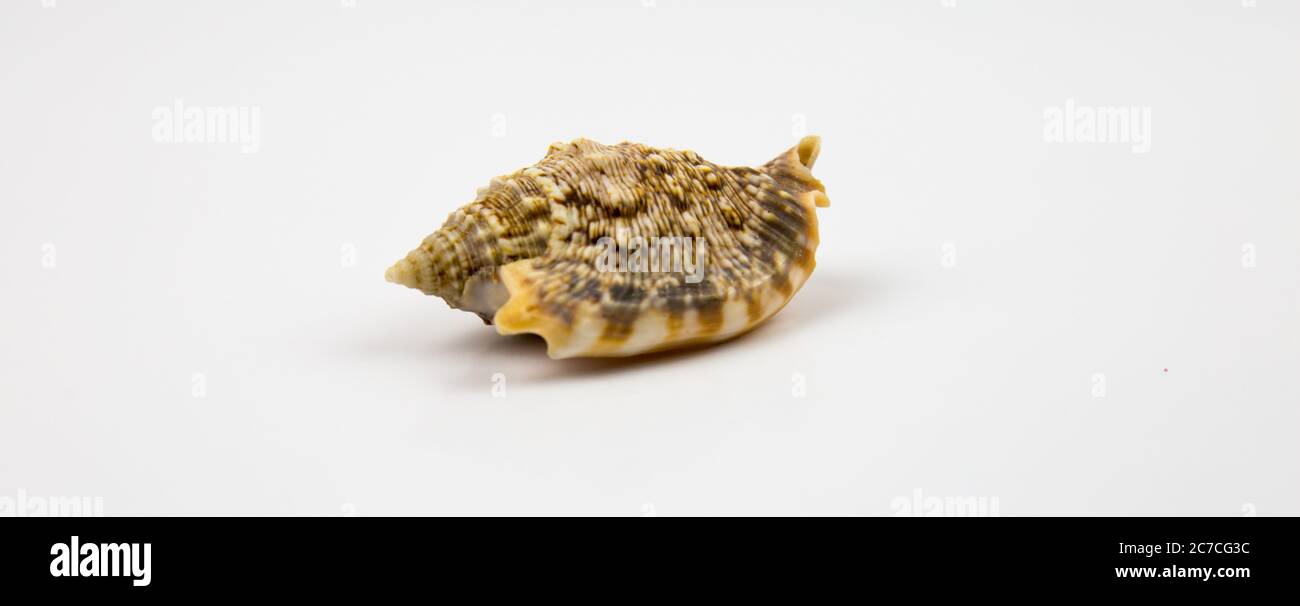 white background with marine motifs, fossil shells Stock Photo - Alamy