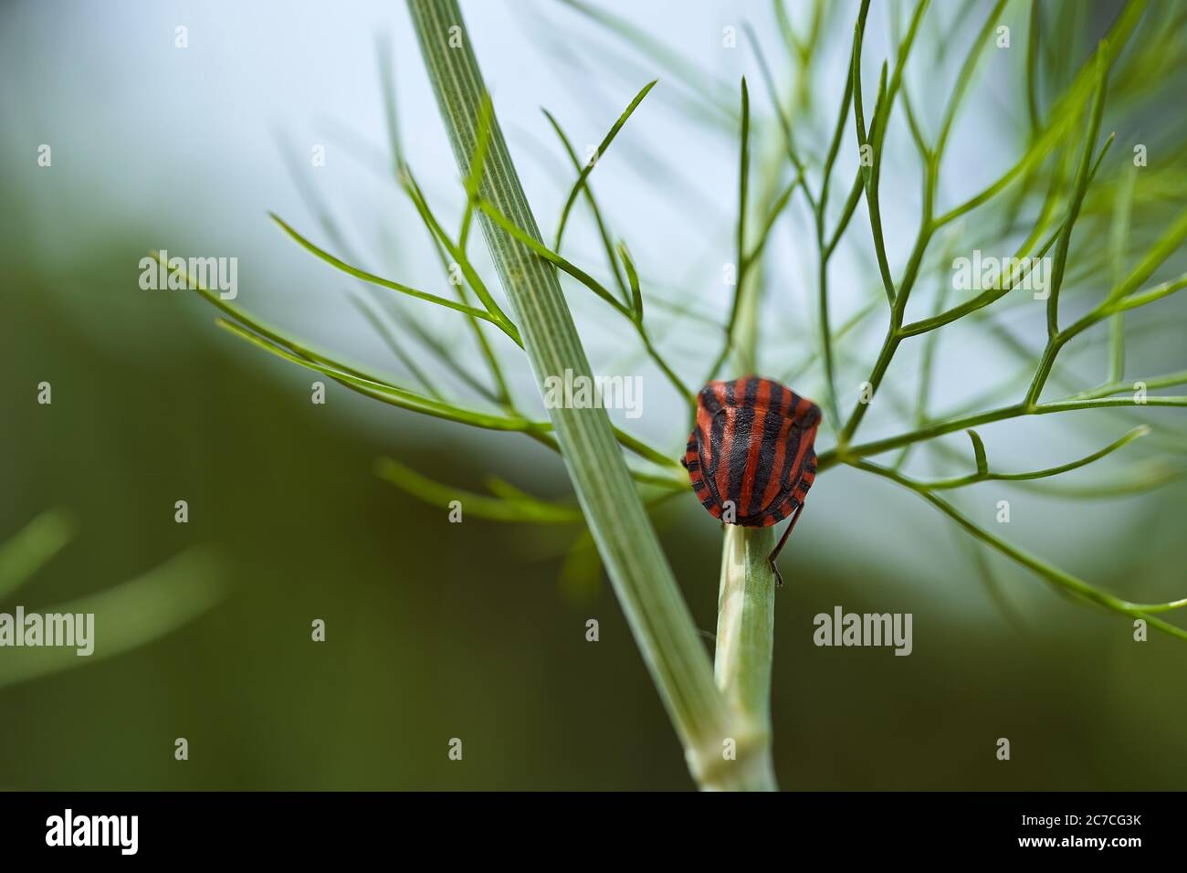 Red striped bedbug on a green branch of dill Graphosoma italicum, red ...