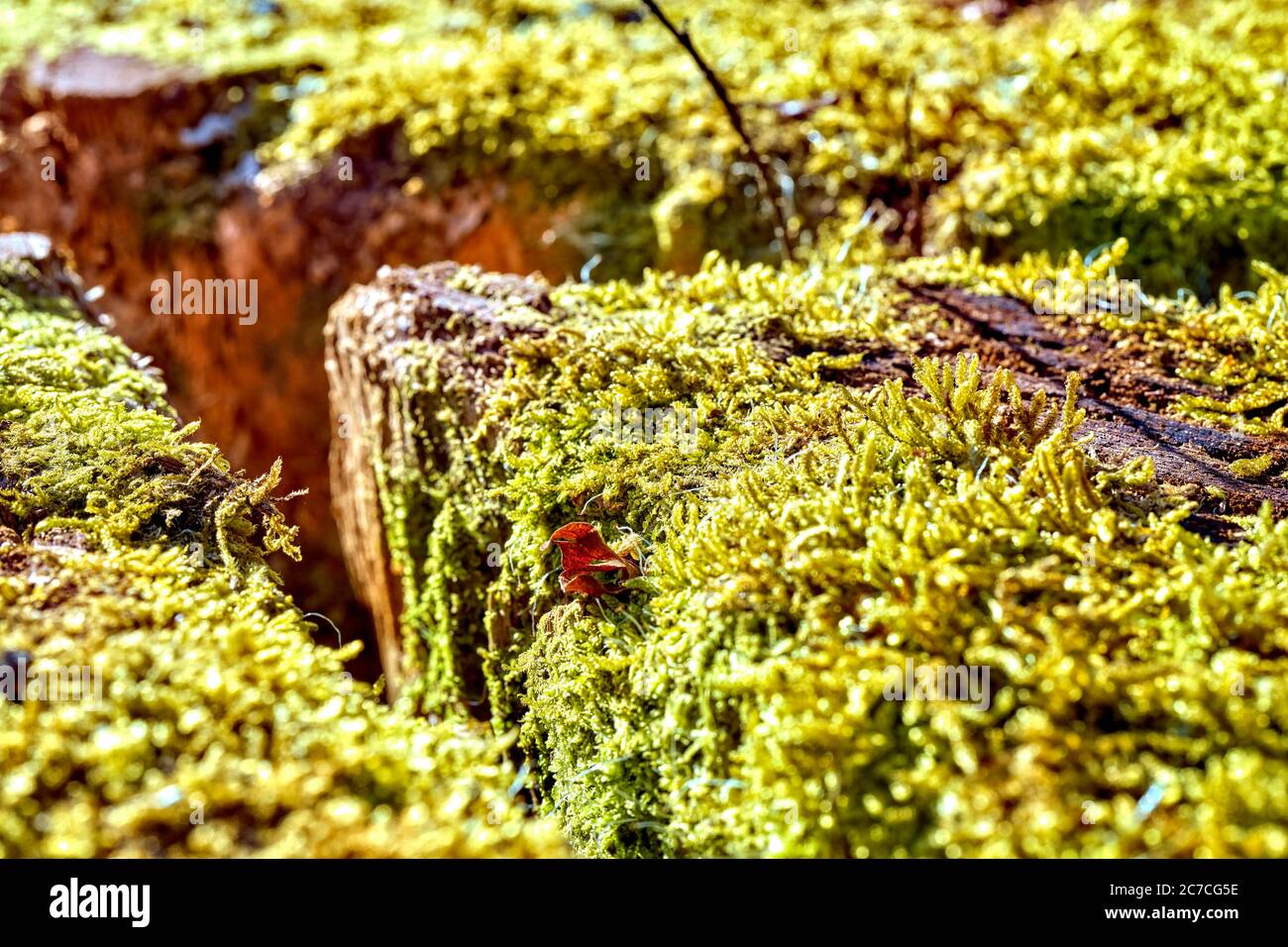 Moss on a log hi-res stock photography and images - Alamy