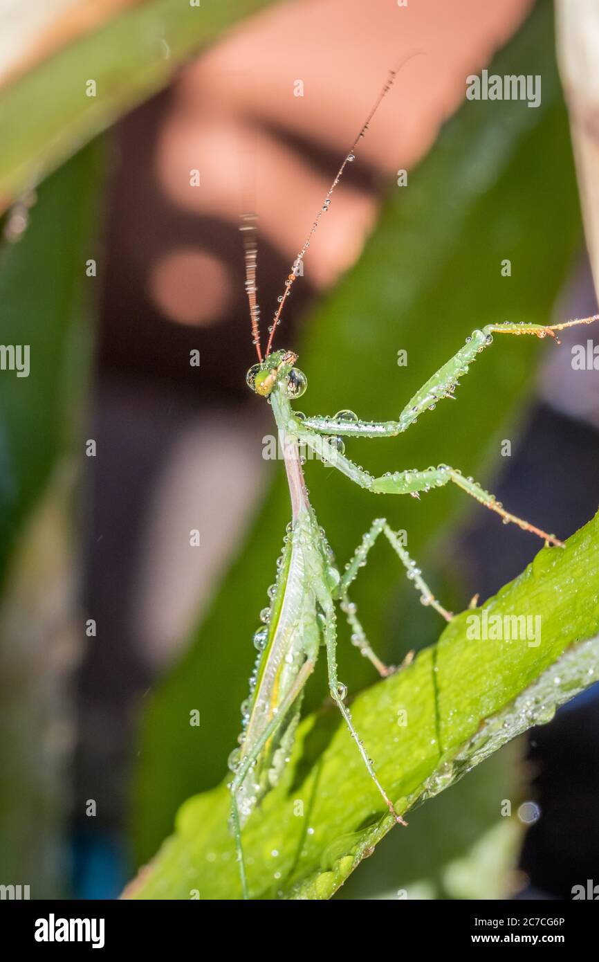 Green Praying Mantis covered in water drops sitting on a green leaf ...