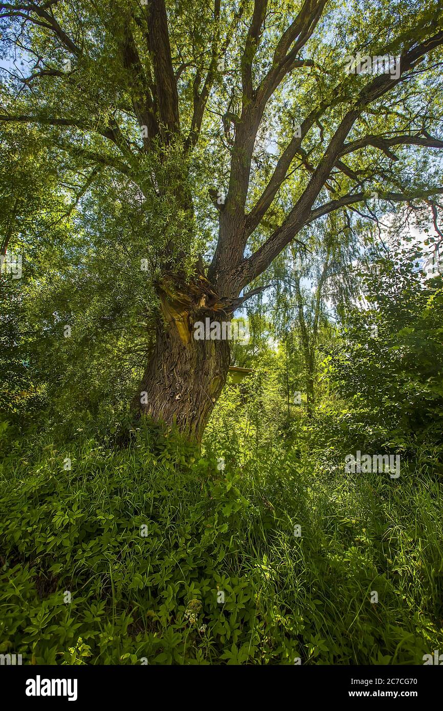 Porozskaya hi-res stock photography and images - Alamy