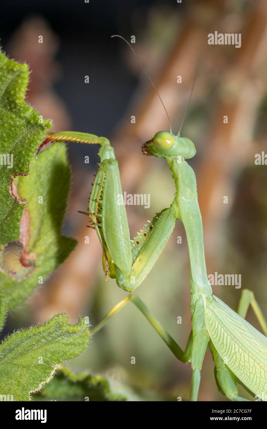 Green Praying Mantis sitting on a green leaf, Cape Town, South Africa ...