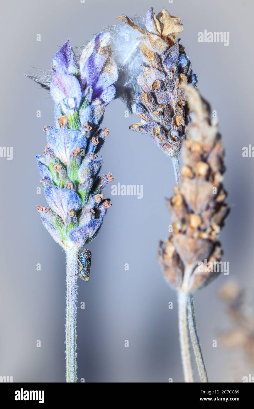 Small leaf hopper insect resting on a purple lavender plant, Cape Town ...