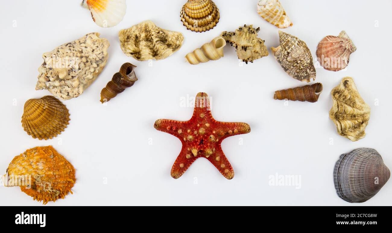composition of exotic shells and starfish on a white background ...