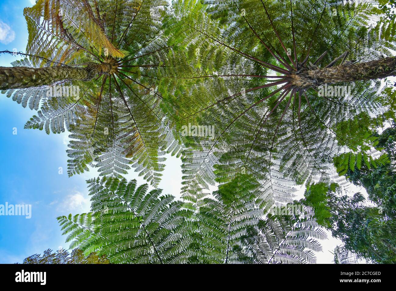 Many giant fern trees in a tropical rain forest with a background of ...