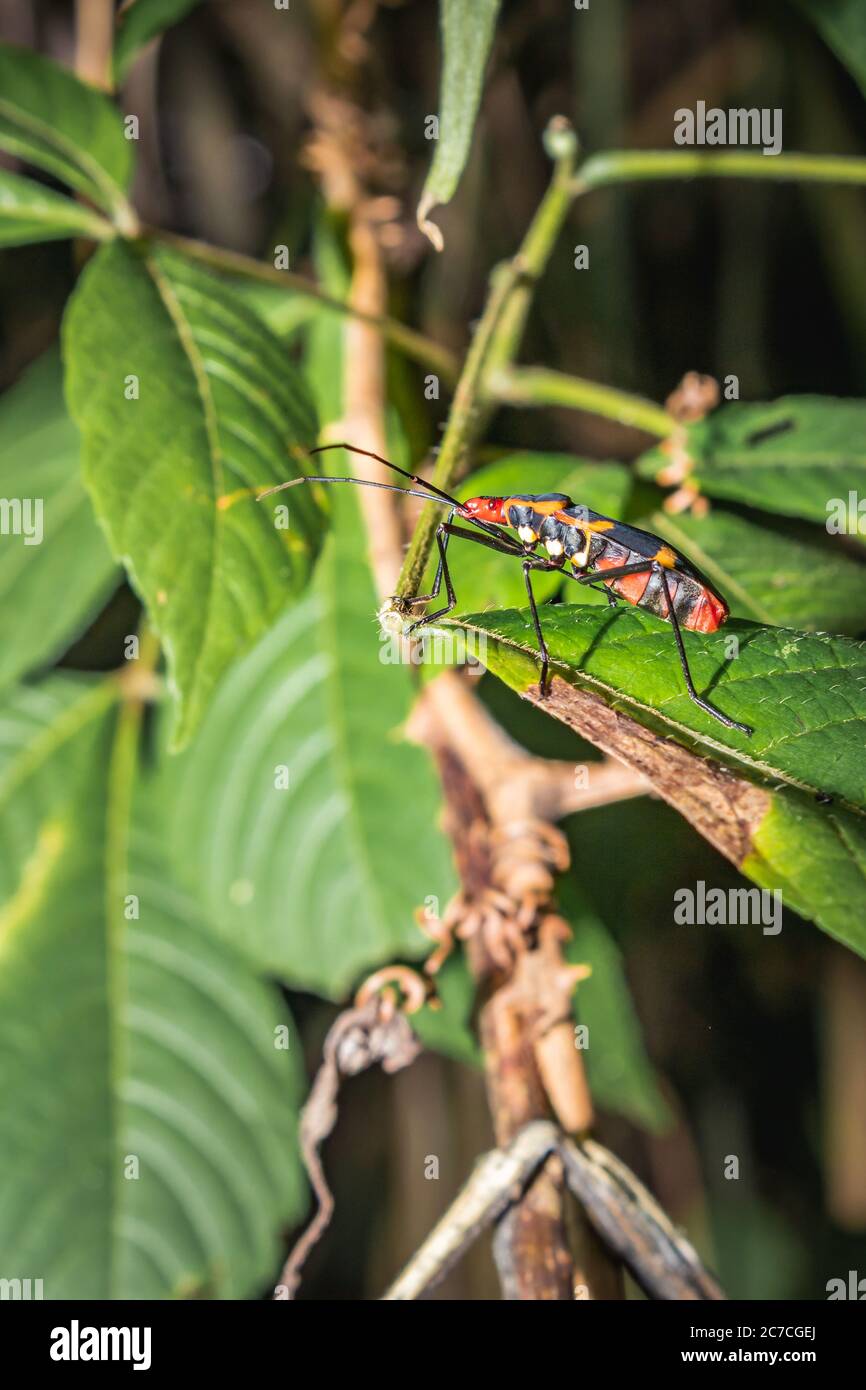 Acanthaspis obscura hi-res stock photography and images - Alamy
