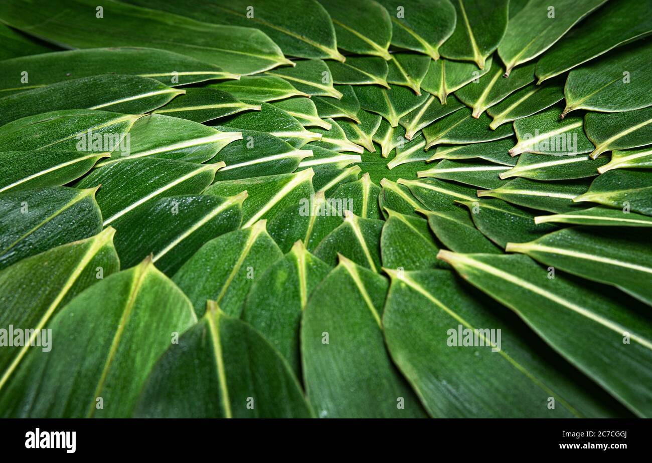 Rice dumplings and leaves Stock Photo - Alamy