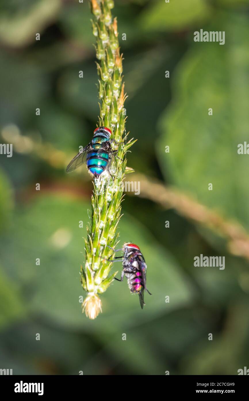 Colorful blue and purple Flies with red eyes resting on green leaves ...