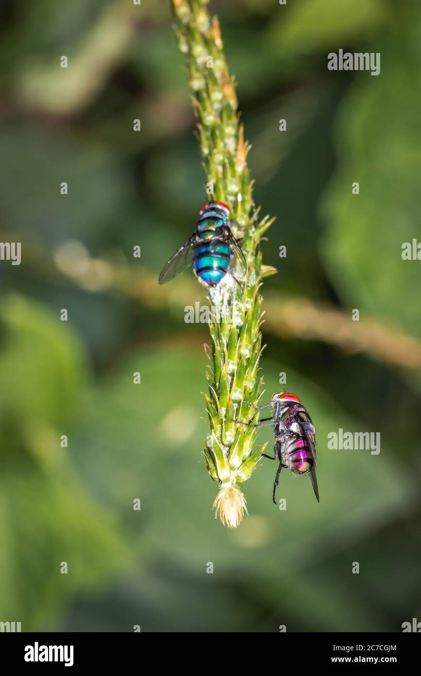 Colorful blue and purple Flies with red eyes resting on green leaves ...