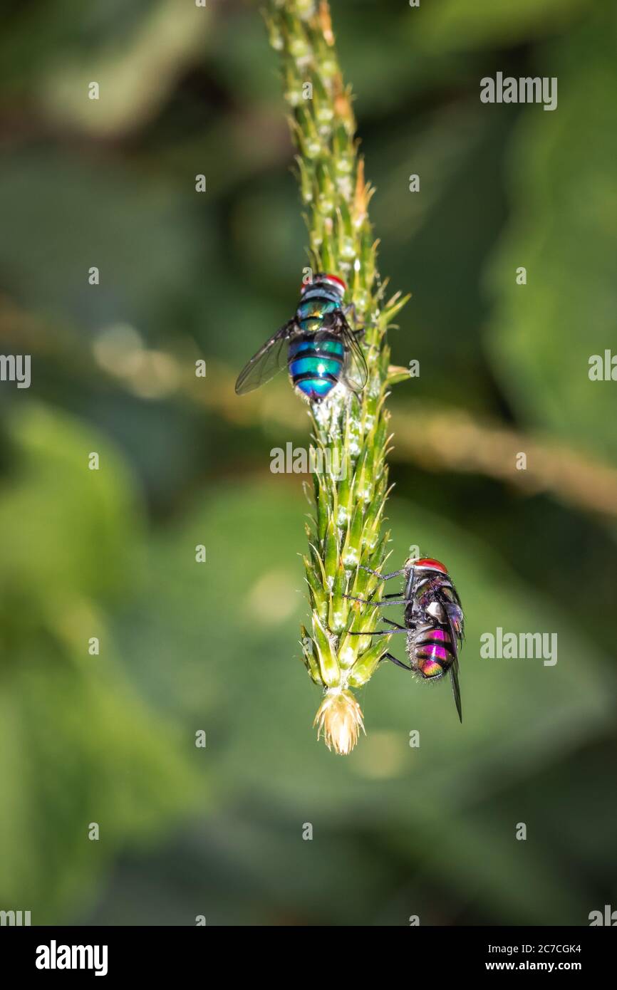 Colorful blue and purple Flies with red eyes resting on green leaves ...