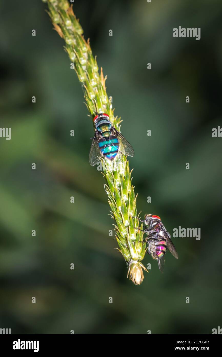 Colorful blue and purple Flies with red eyes resting on green leaves ...