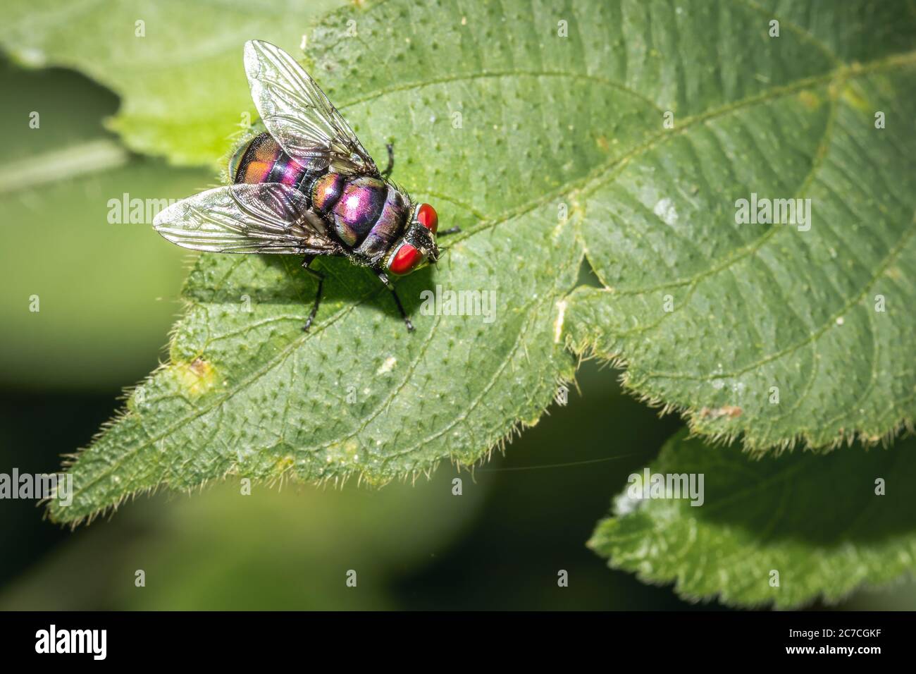 Colorful blue and purple Flies with red eyes resting on green leaves ...