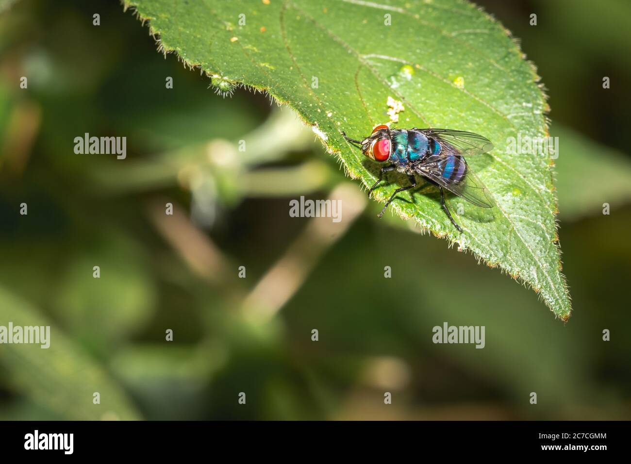 Colorful blue and purple Flies with red eyes resting on green leaves ...
