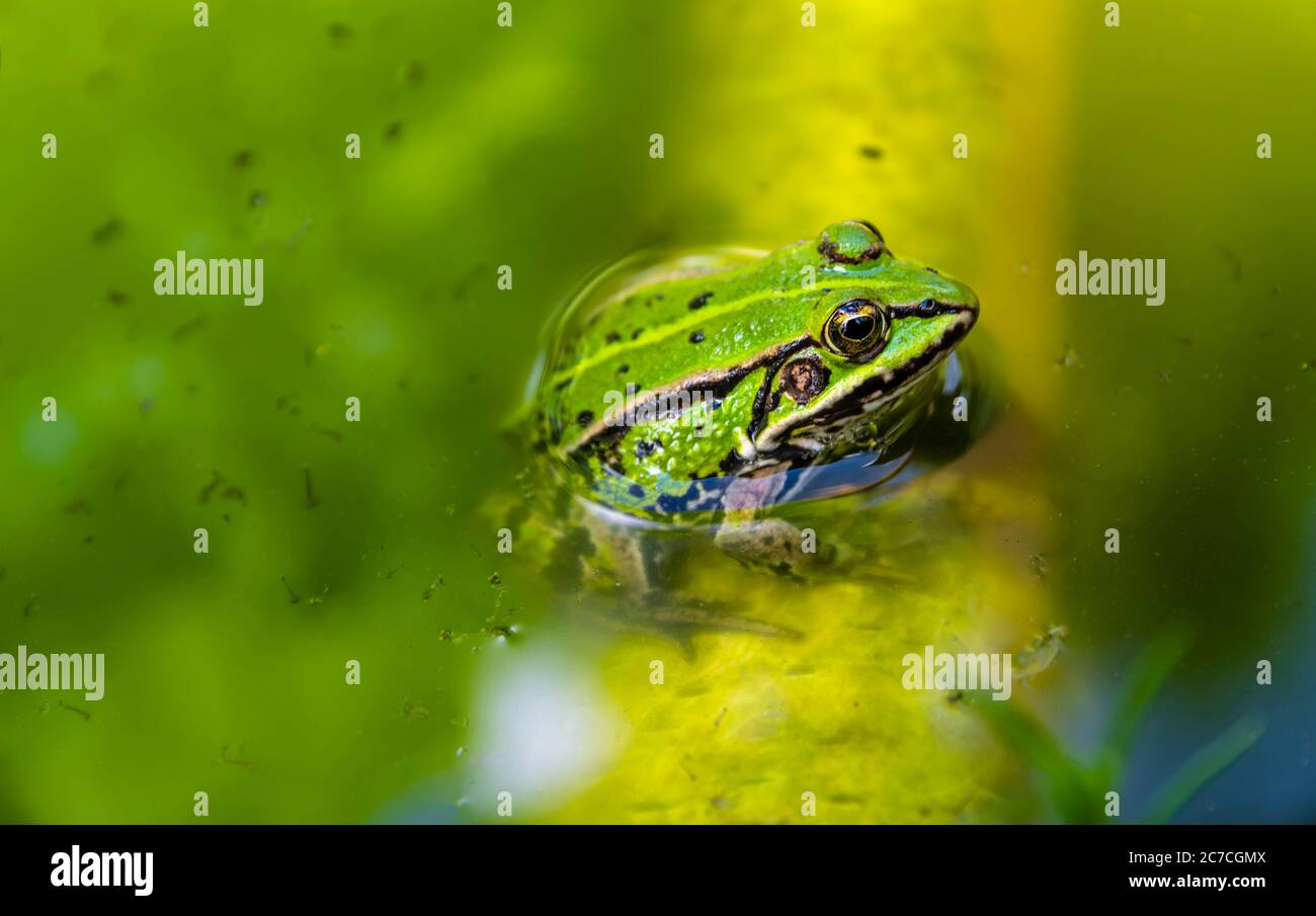 Larvae frog hi-res stock photography and images - Alamy