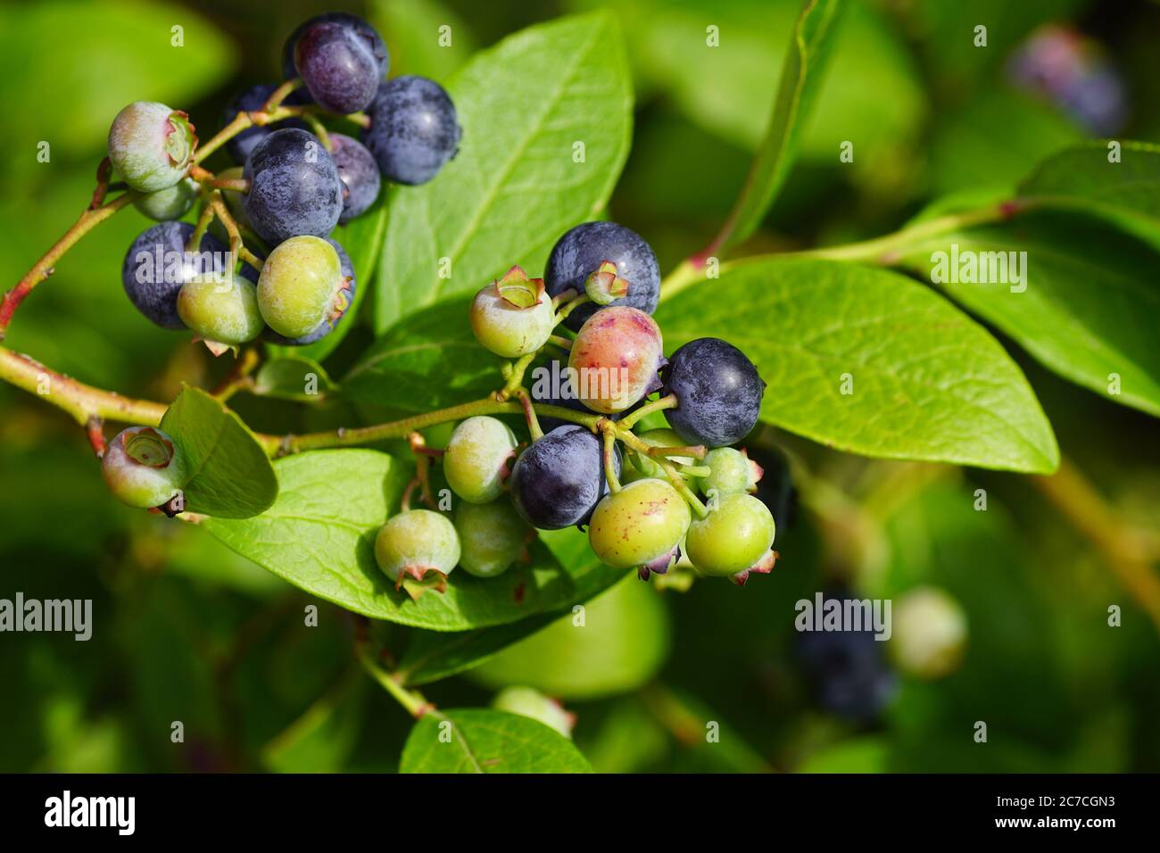 Ripe and unripe berries of the northern highbush blueberry (Vaccinium ...