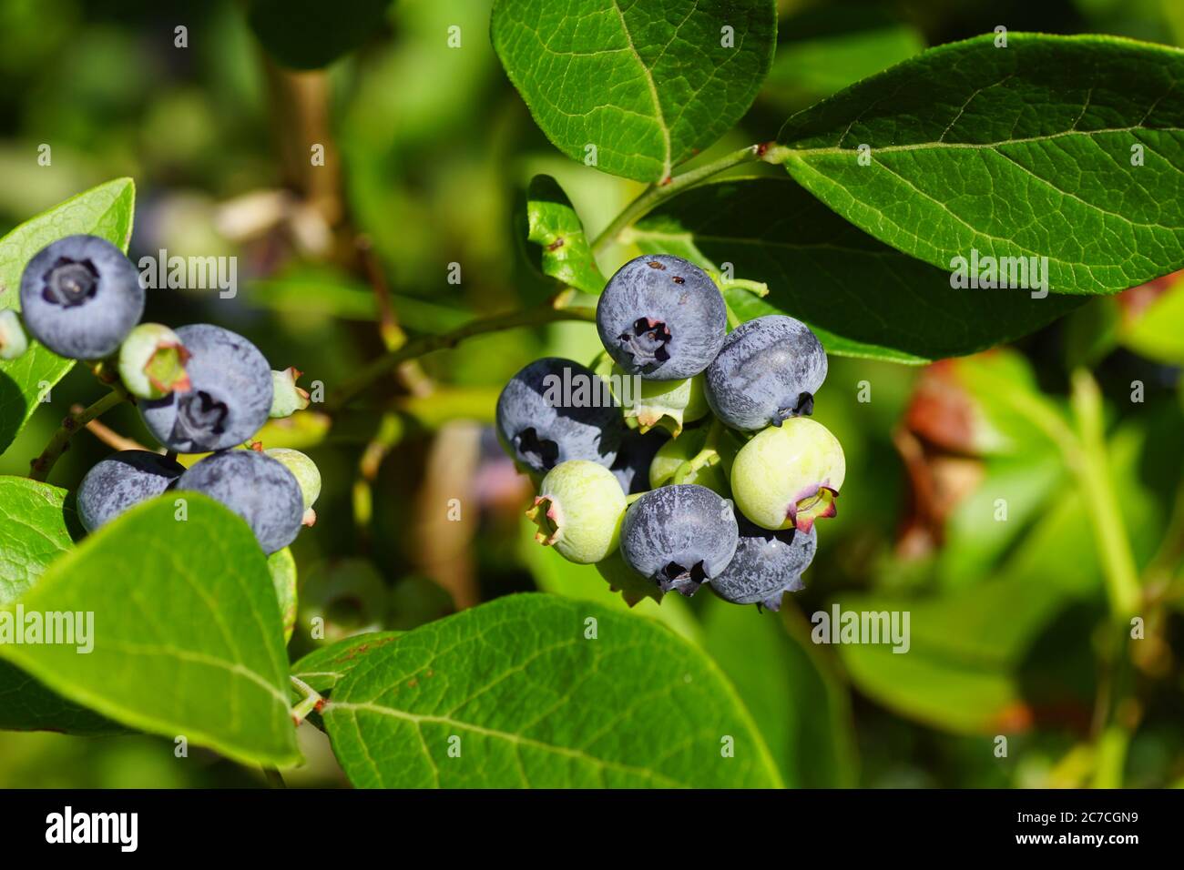 Ripe and unripe berries of the northern highbush blueberry (Vaccinium ...