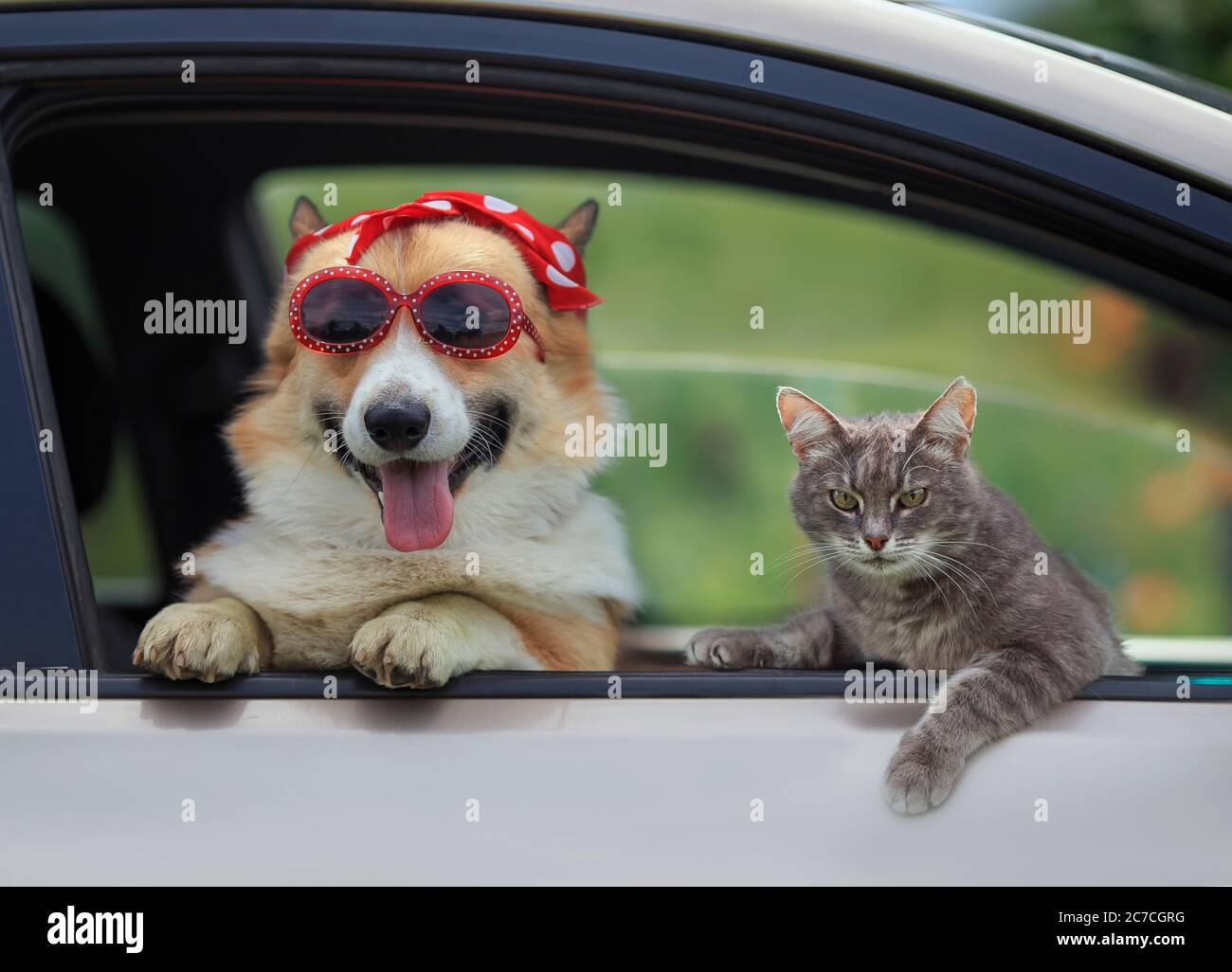 Dog driving cat hi-res stock photography and images - Alamy