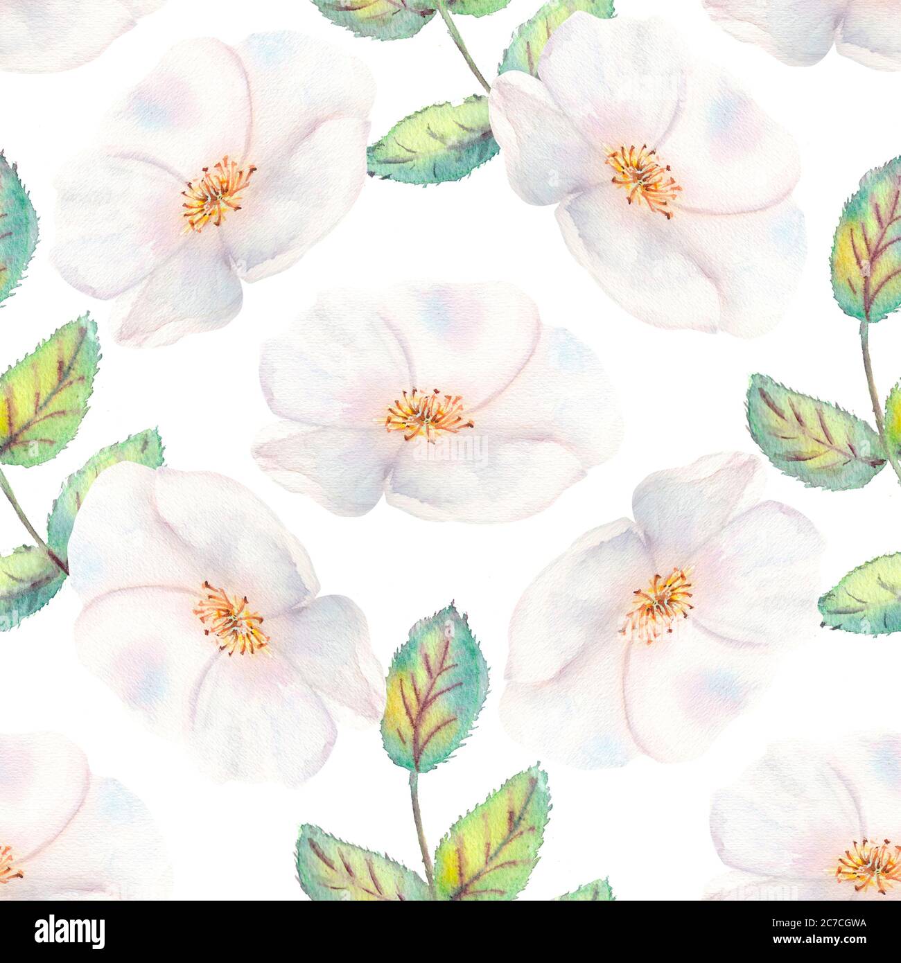 Seamless pattern. Flowers and fruits of rose hips Watercolor. Flower ...