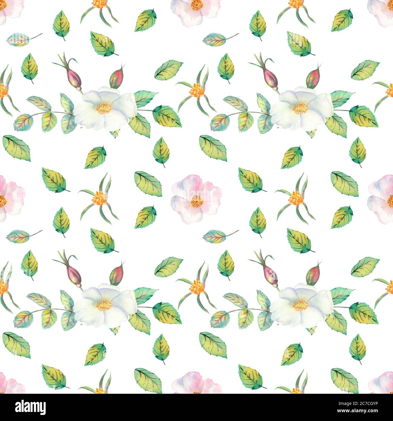 Seamless pattern. Flowers and fruits of rose hips Watercolor. Flower ...