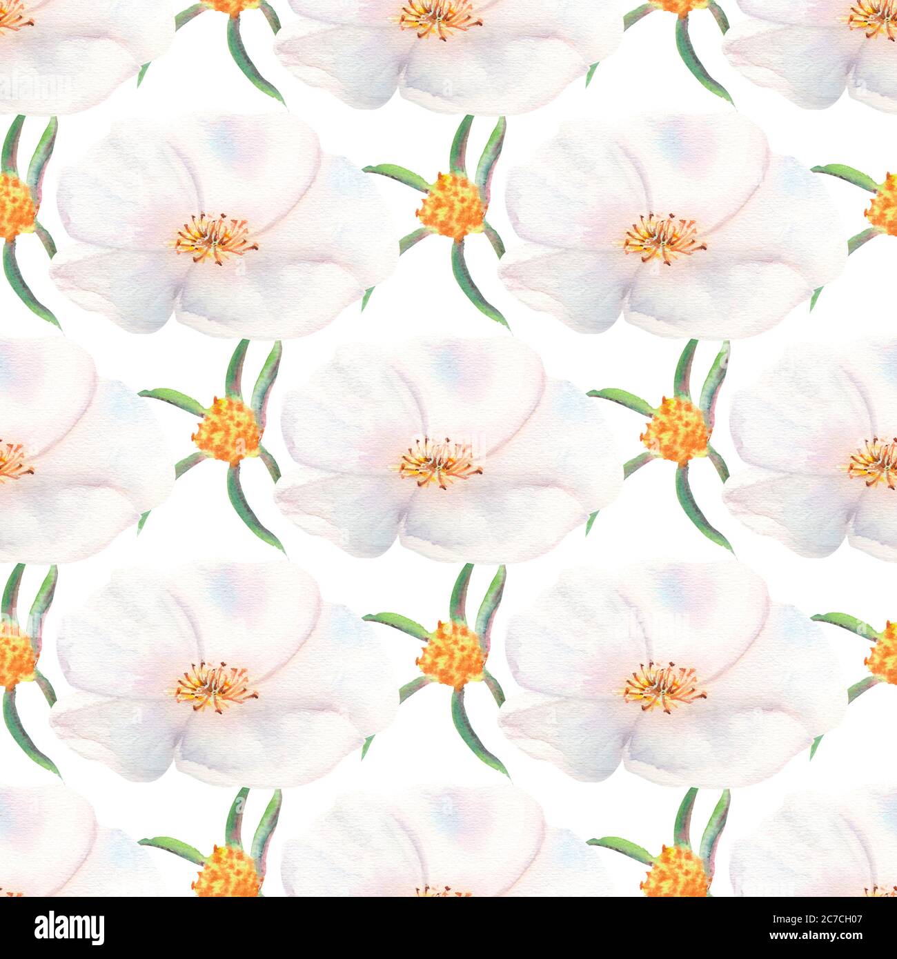 Seamless pattern. Flowers and fruits of rose hips Watercolor. Flower ...