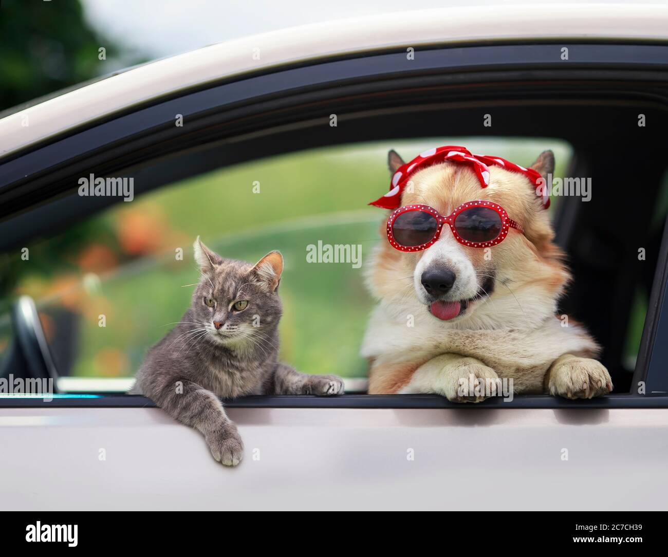 Dog driving cat hi-res stock photography and images - Alamy