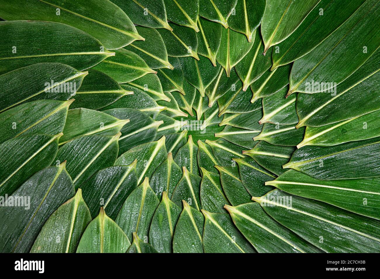 Rice dumplings and leaves Stock Photo - Alamy