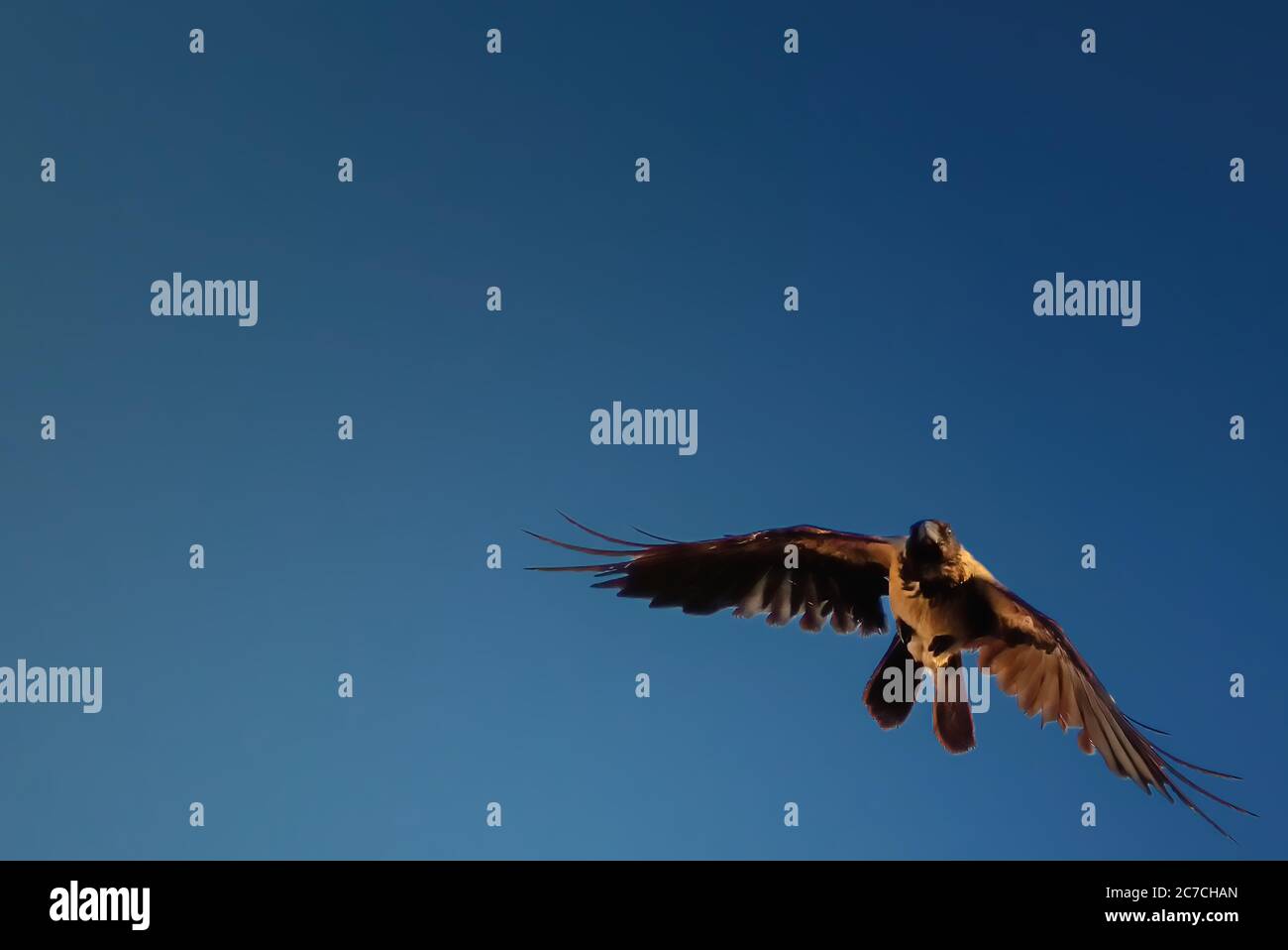 Raven feather hi-res stock photography and images - Alamy