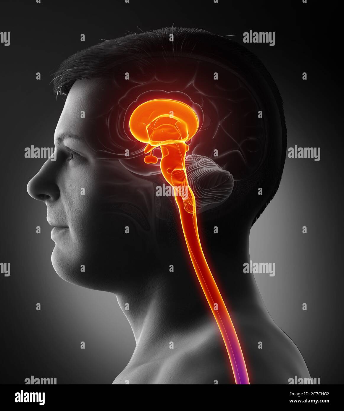 Brainstem hi-res stock photography and images - Alamy