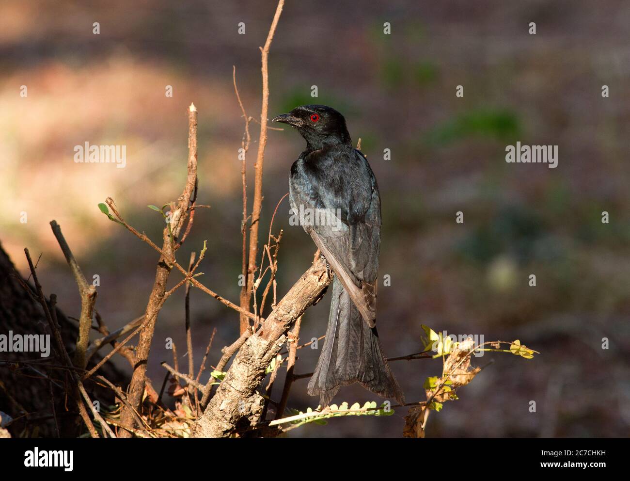 The Fork-tailed Drongo is a common bird throughout Eastern and Southern ...