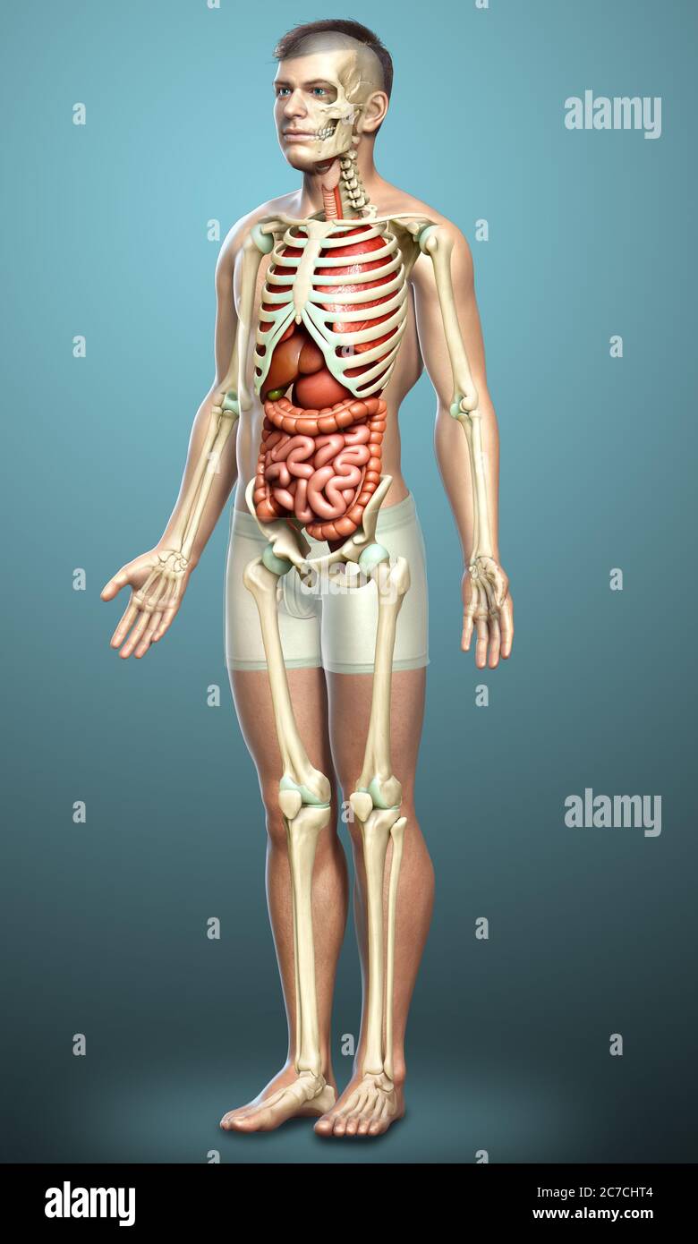 3d rendered medically accurate illustration of male Internal organs and ...
