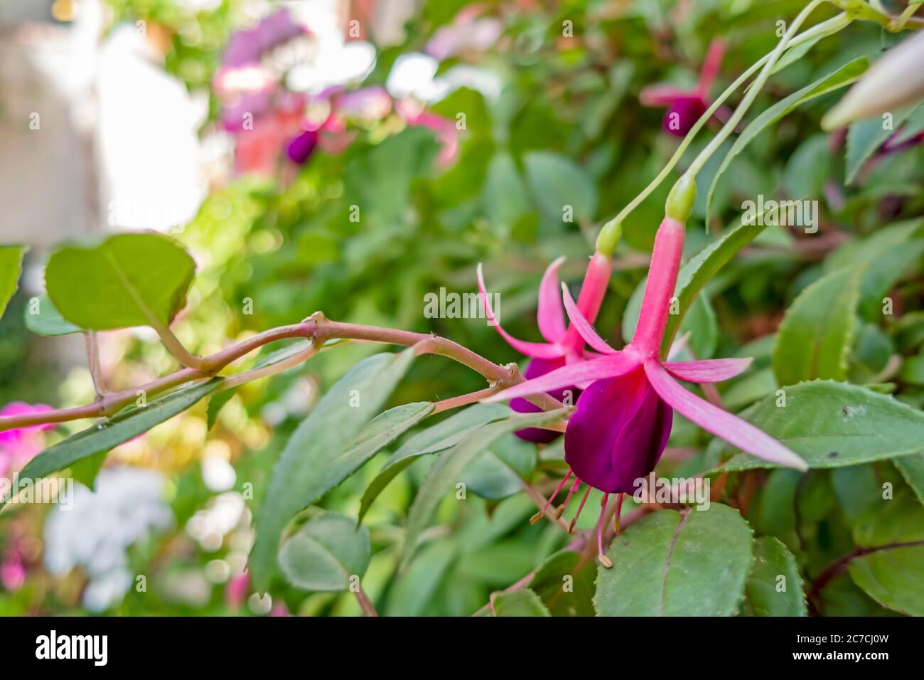 Fuchsia mrs popple hi-res stock photography and images - Alamy