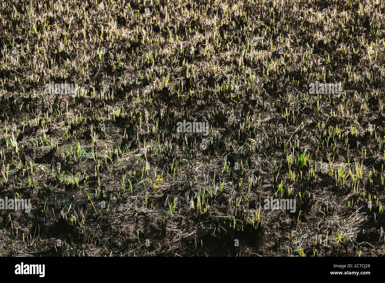 Fresh Sprouts Of Grass Make Their Way Through Land Scorched By Wild ...