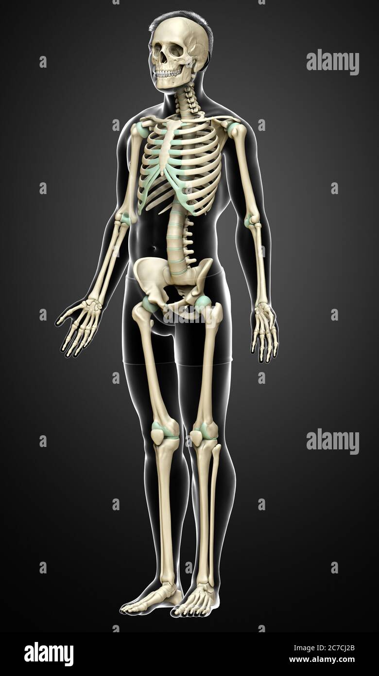 3d rendered, medically accurate illustration of a male skeleton system ...