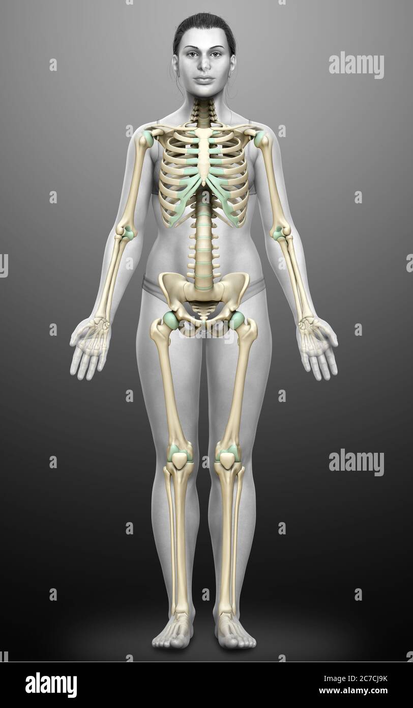 3d rendered, medically accurate illustration of a female skeleton ...