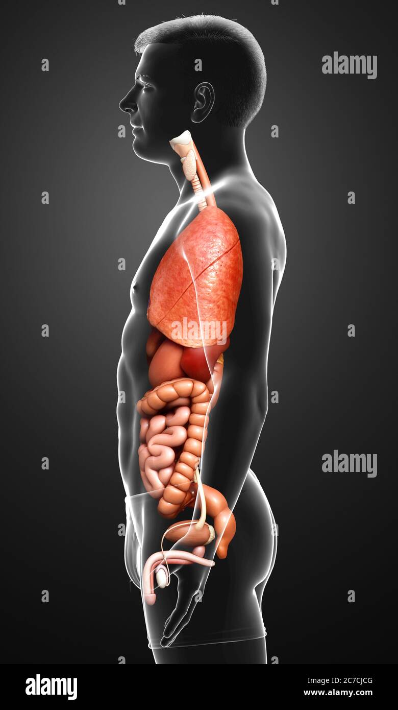 3d rendered medically accurate illustration of male Internal organs ...