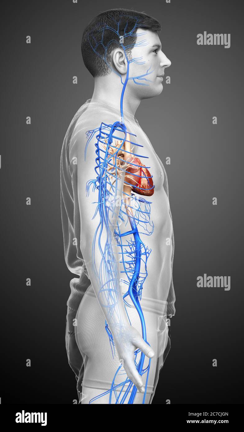 3d rendered medically accurate illustration of a male Veins anatomy ...