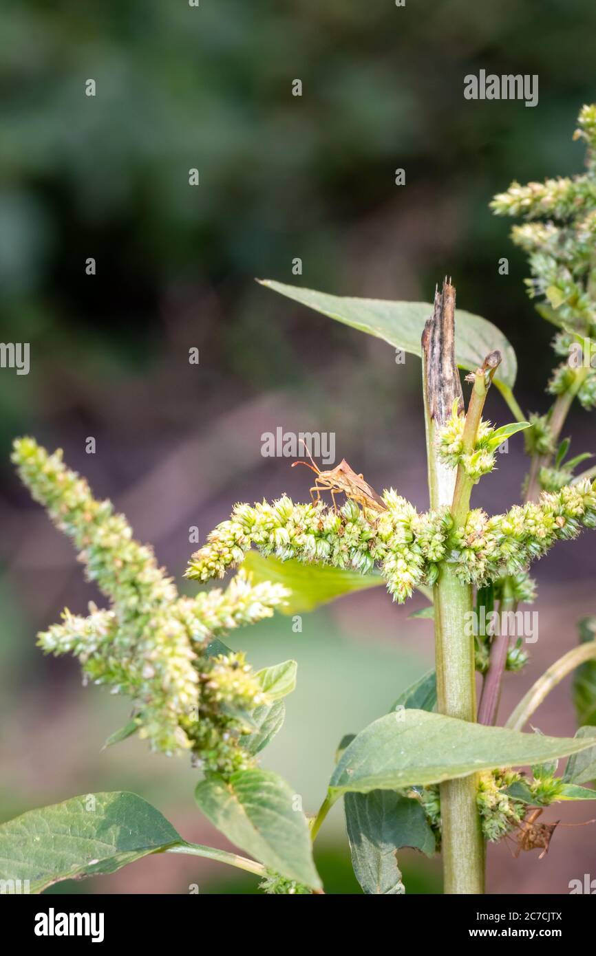 Seed bugs (lygaeidae) hi-res stock photography and images - Alamy