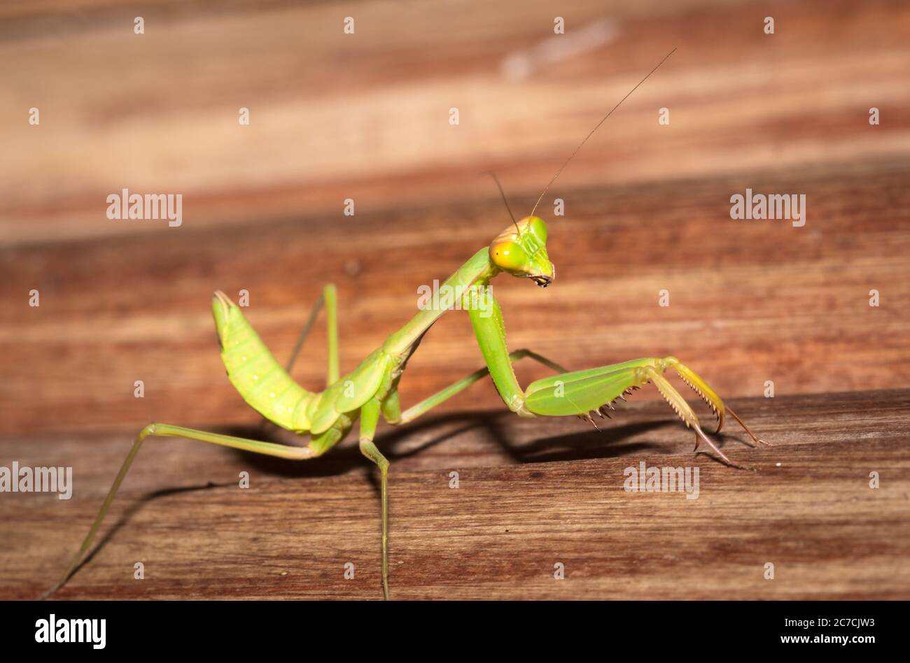 Green Praying Mantis sitting on a green leaf, Cape Town, South Africa ...