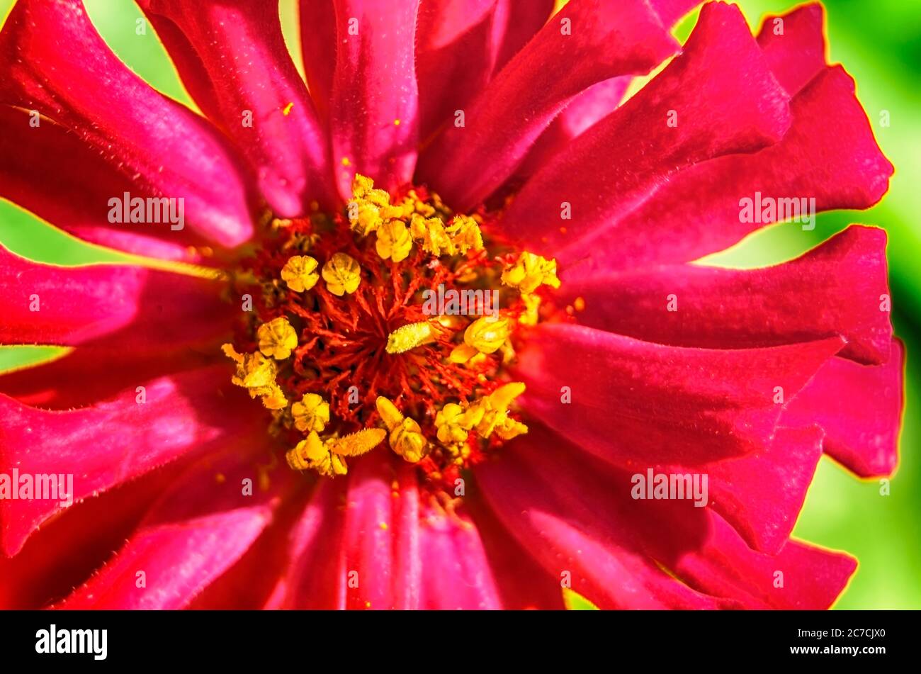 Beautiful rare layered petal red flower Stock Photo - Alamy