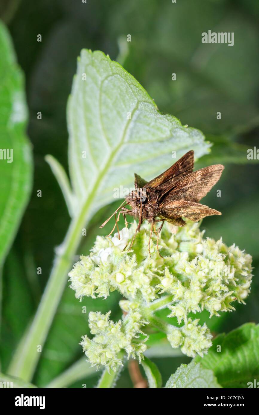 Brown skipper butterfly (Hesperiidae) sitting resting on a green leaf ...